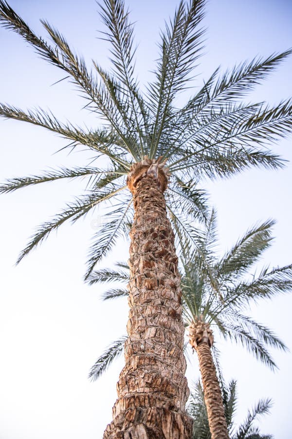 Exotic Palm Tree Bottom View Against the Background of the Sky Stock ...