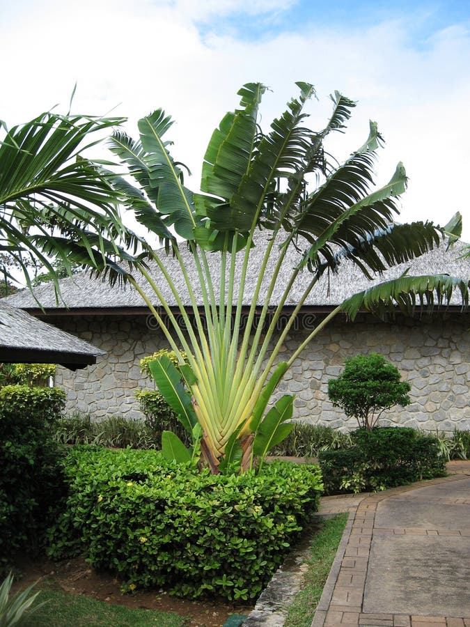 Exotic Palm Tree in Seychelles Stock Image - Image of grween, vacations ...
