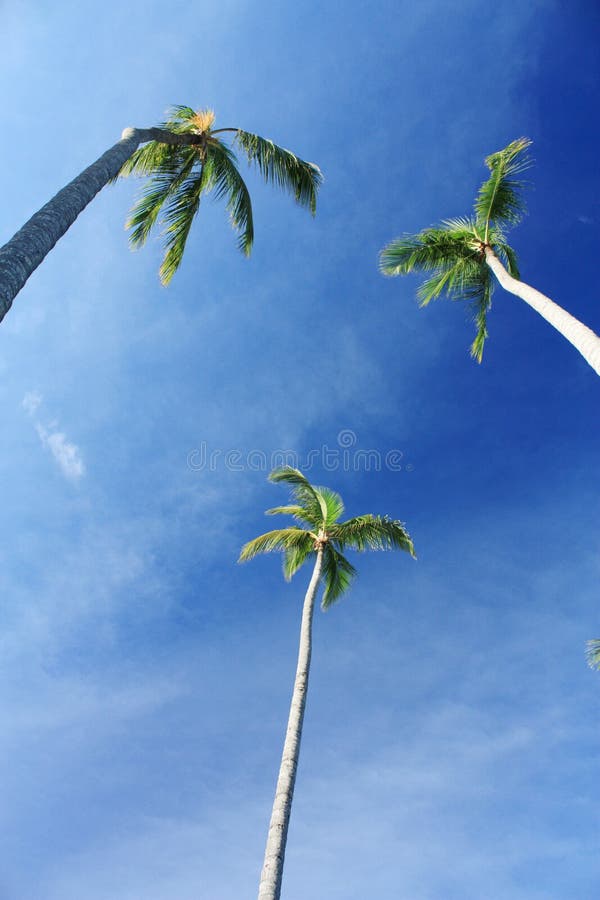 Exotic palm trees stock photo. Image of cloud, republic - 22492428