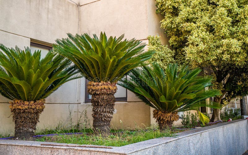 Exotic Palm Trees Near the House Stock Image - Image of garden, flora ...