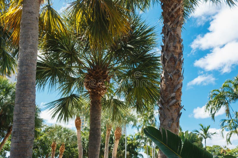 Exotic Palms with Big Green Leaves. Stock Image - Image of california ...