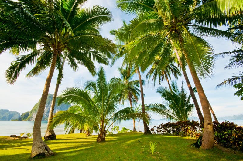 Exotic Palms Resort Grounds Stock Photo - Image of plant, forest: 10366376