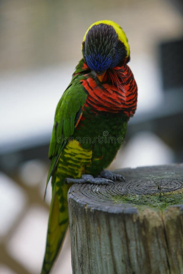 Exotic Parrot stock image. Image of exotic, colorfull - 3645861
