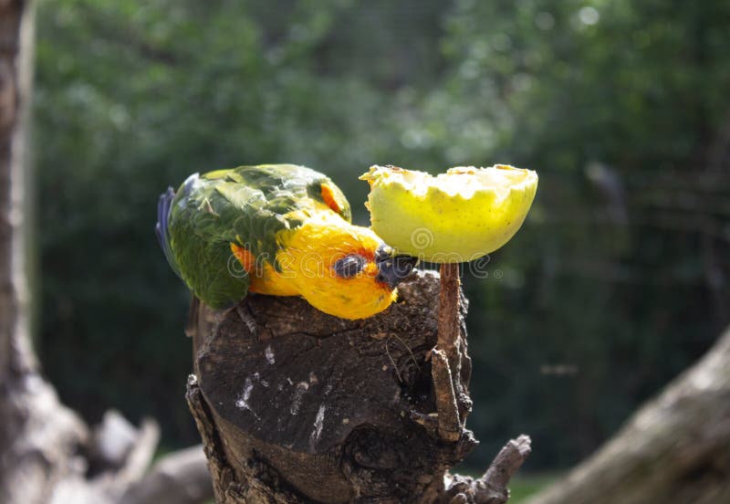 Exotic parrot bird stock photo. Image of bright, nature - 128783456