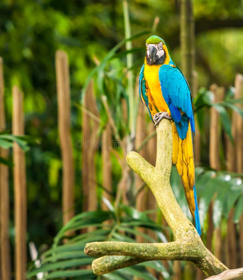 Exotic Parrots stock photo. Image of jungle, parot, parots - 3645864