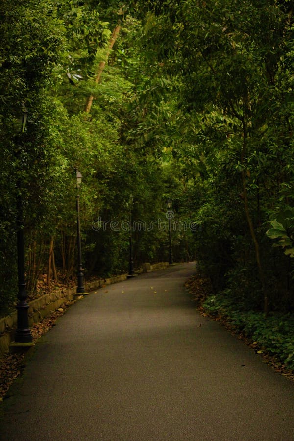 A Scenic Pathway through Woods Stock Image - Image of ecology, leaves ...