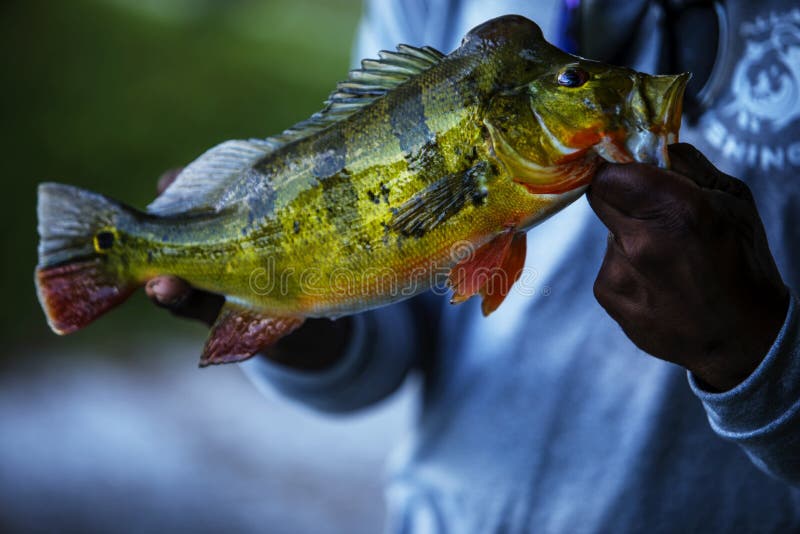 Exotic Peacock Bass Fish stock image. Image of exotic - 119924227