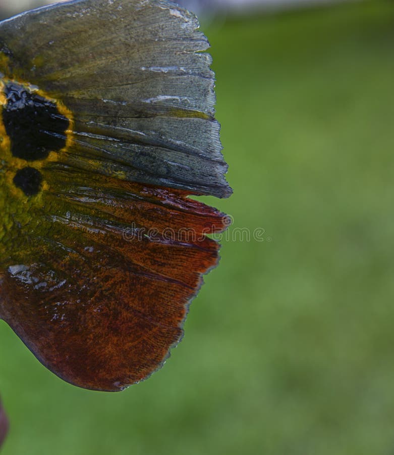 Exotic Peacock Bass Fish Tail Stock Image - Image of tail, peacock ...