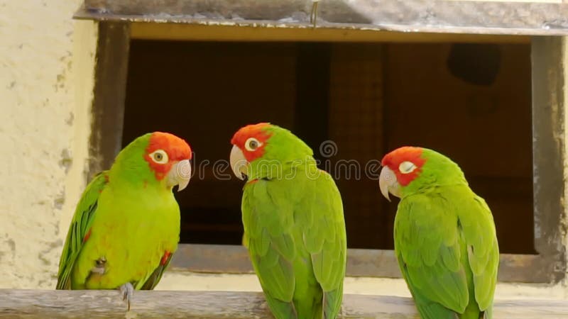 Three Parrots of the Same Species Sit on the Same Branch. Stock Footage ...