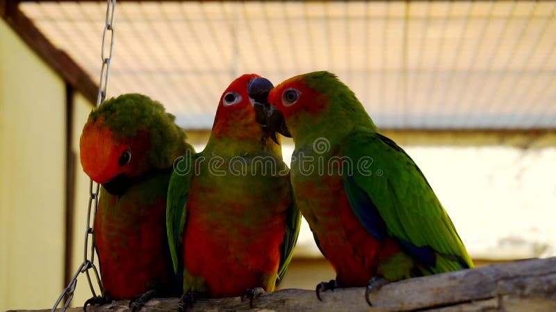 Three Parrots of the Same Species Sit on the Same Branch. Stock Footage ...