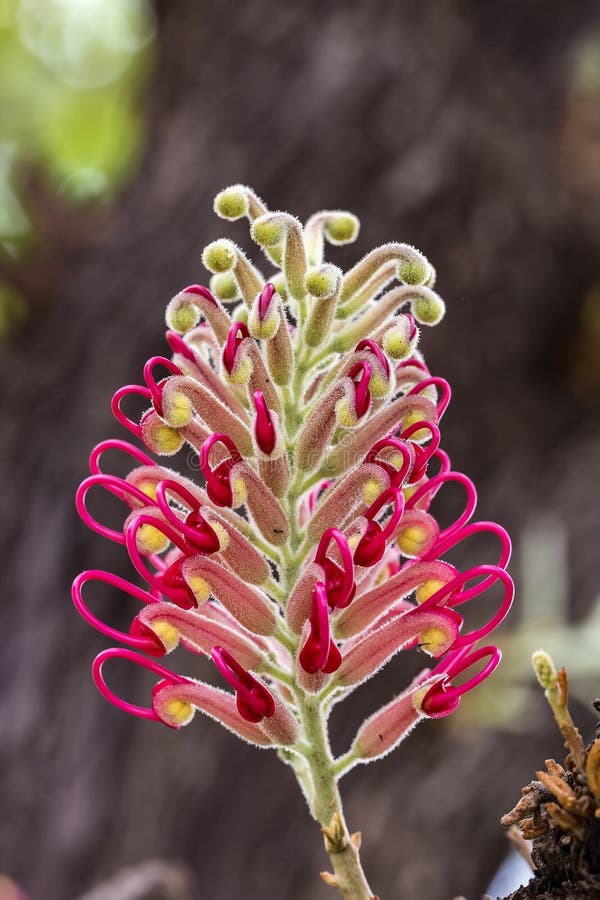 Exotic Pink Flower on Tree Trunk Stock Photo - Image of botanical ...