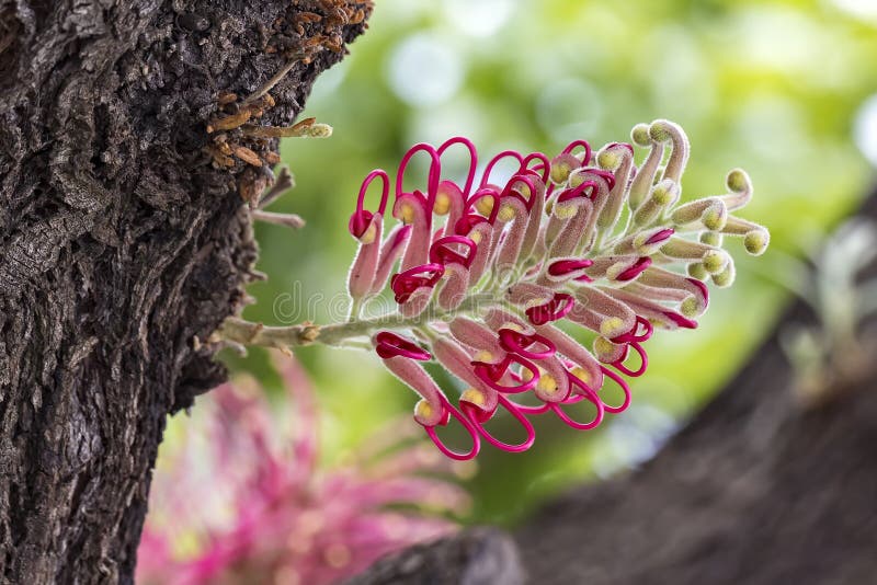 Exotic Pink Flower on Tree Trunk Stock Photo - Image of outdoor, floral ...