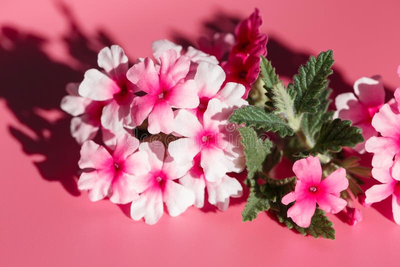 Exotic Pink Flowers on a Solid Background. Gentle Spring Blooming Stock ...