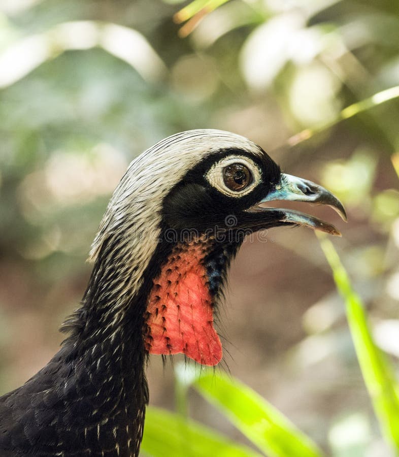 Guan Bird, Morning Sunrise in the Tropic Forest. Detail Portrait of ...