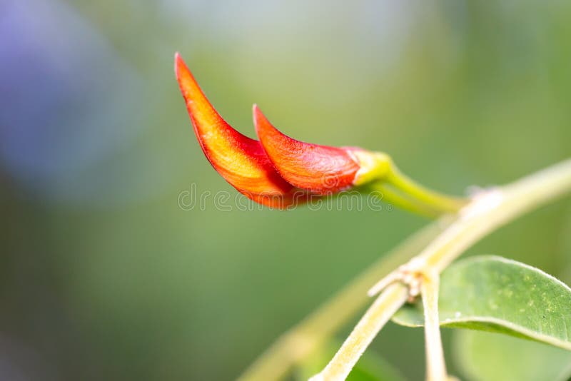 An Exotic Plant with a Beautiful Red Bud Stock Photo - Image of botany ...