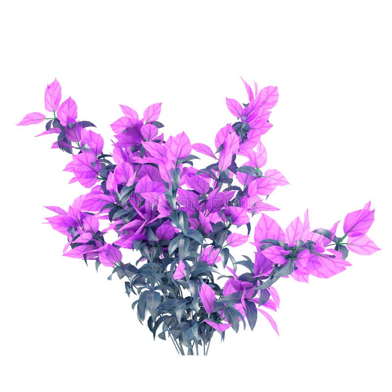 Exotic Plant Bush with Violet Leaves Stock Illustration - Illustration ...