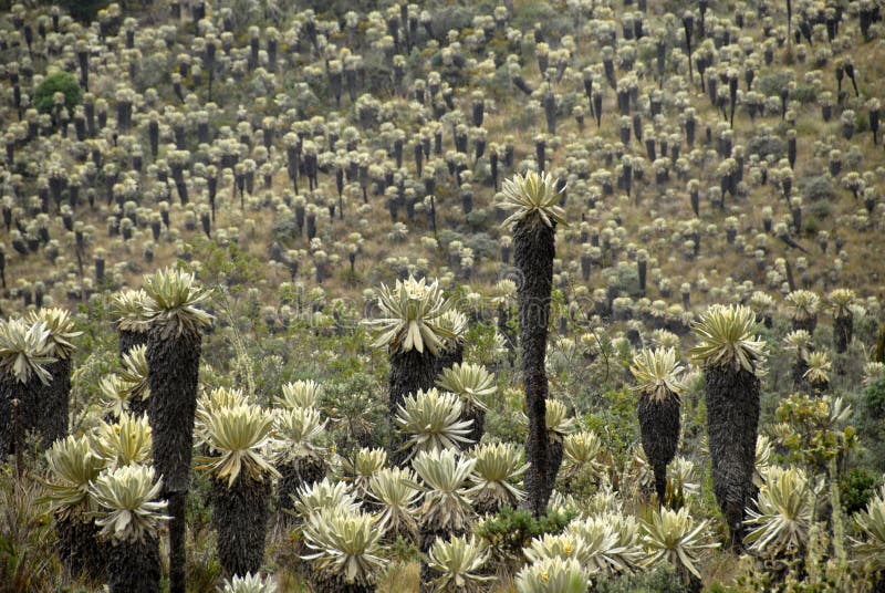 Exotic plants of the Andes stock photo. Image of carchi - 7850220