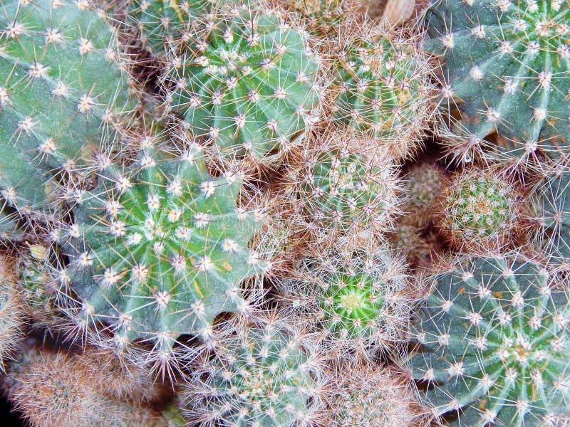 Cactus close-up texture stock image. Image of botany - 115083107