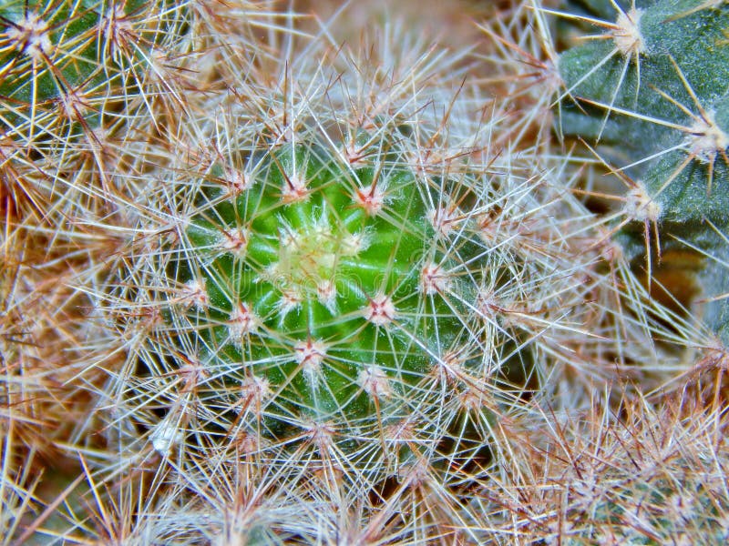 Cactus close-up texture stock photo. Image of plants - 115083164