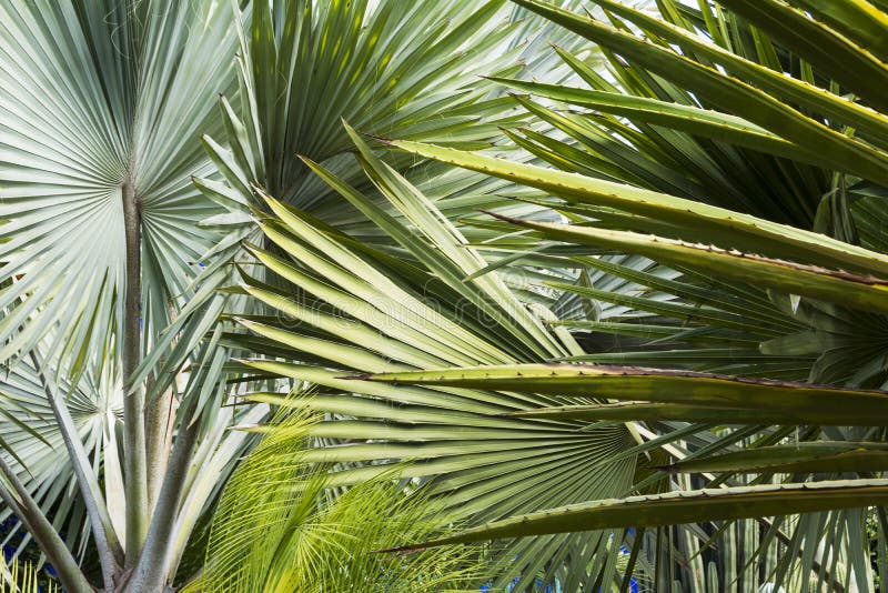 Exotic Plants at Gardens in Marrakesh in Morocco Stock Image - Image of ...