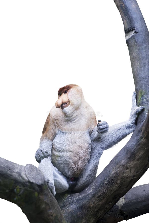 Proboscis Monkey on the Tree Isolated Stock Image - Image of malaysia ...
