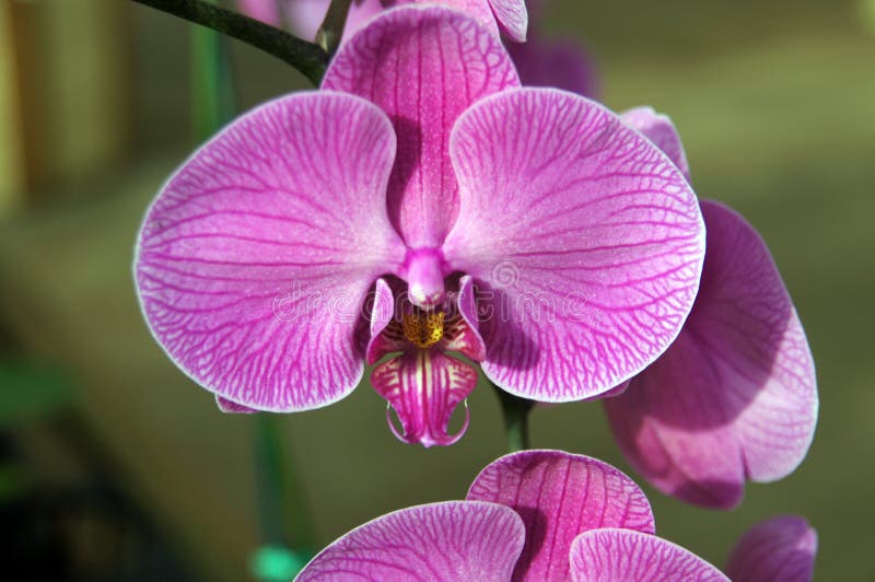Exotic purple orchids, stock image. Image of flower, petals - 27997647