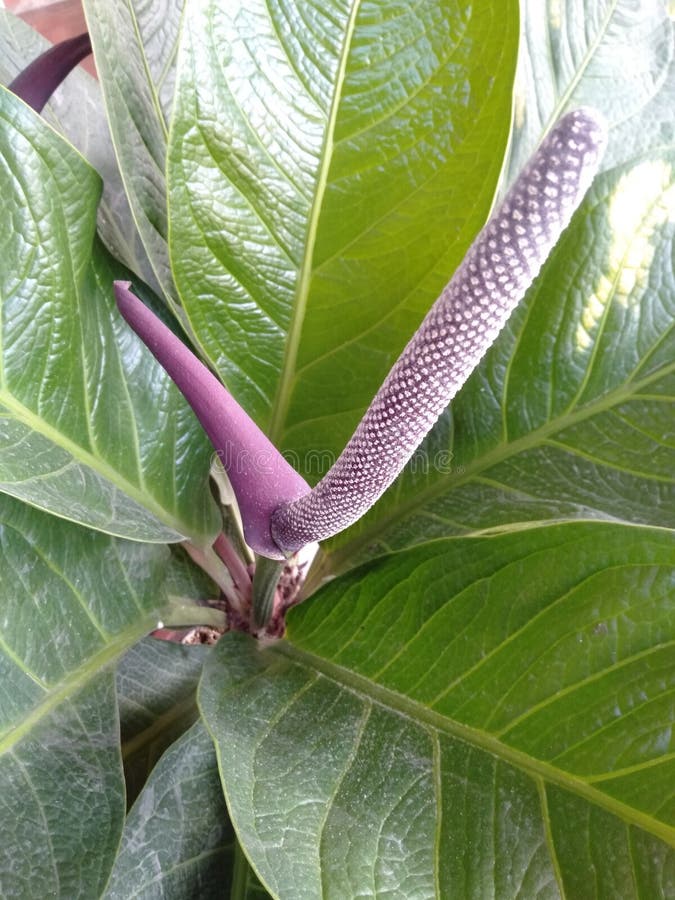 Exotic Purple Spadix of the Elephant Ear Plant& X22; Stock Image ...