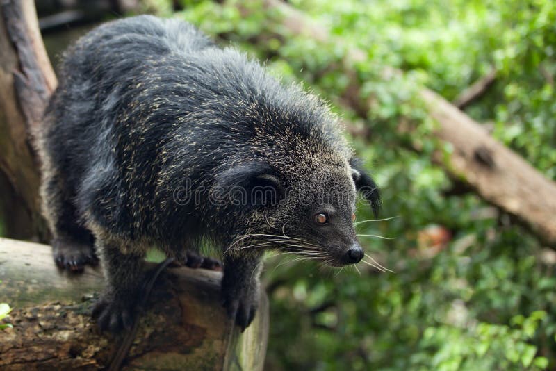 Binturong stock photo. Image of binturong, wood, environment - 30115172