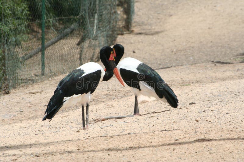 Exotic red-billed storks stock image. Image of pair, stork - 2735685