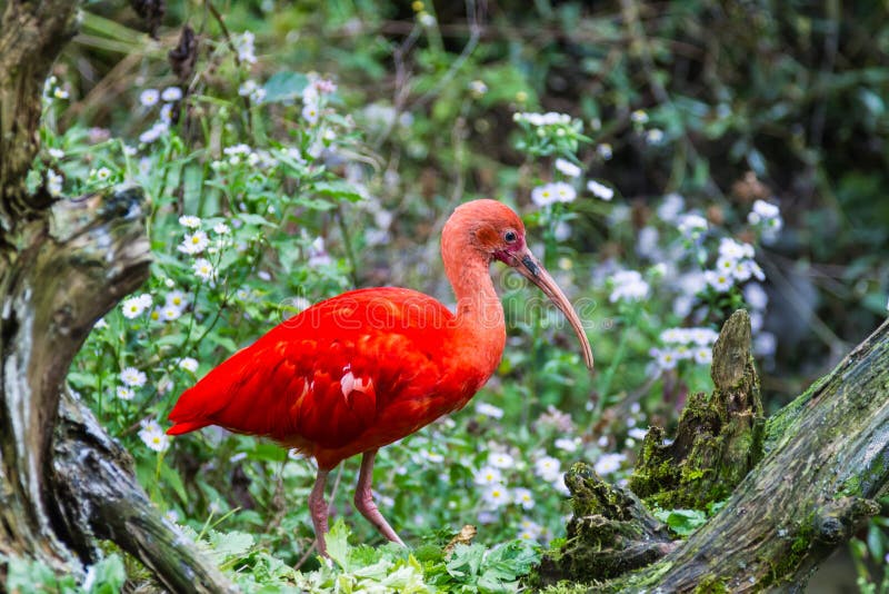 Exotic red bird stock image. Image of colourful, bird - 23788757