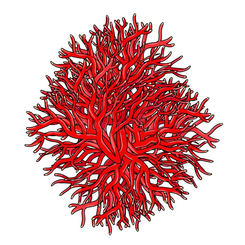 Exotic Red Coral in the Tropical Sea. Vector Illustration Stock Vector ...