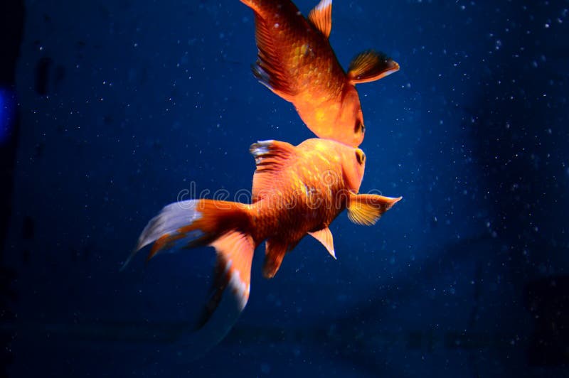 Fish Reflection Issaquah Creek Salmon Hatchery Washington Stock Photo ...