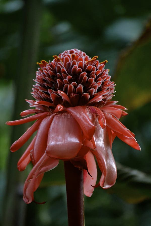 Exotic Red Flower Bloom stock photo. Image of light, tropical - 49291676