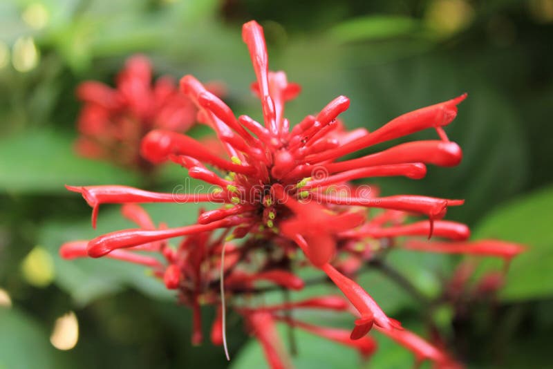 Exotic Red Flower in the Forest Stock Photo - Image of bloom, fresh ...