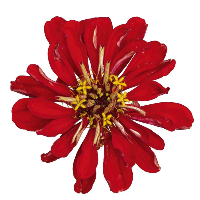 Exotic Red Flower Isolated on White Stock Photo - Image of decorative ...
