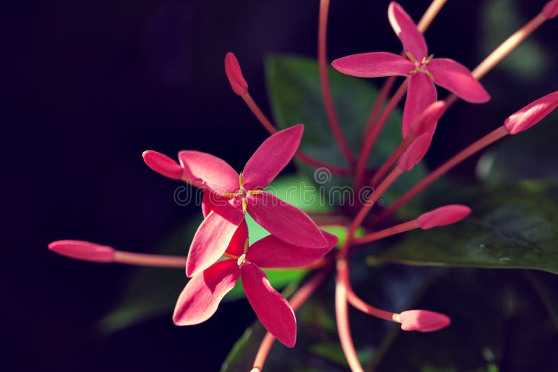 Exotic Red Flower in Rainforest with Fresh Green Plant Stock Photo ...