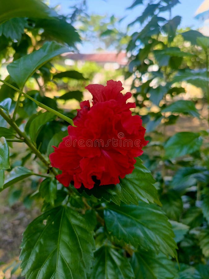 Exotic Red Flower in Tropical Garden Stock Photo - Image of flower ...