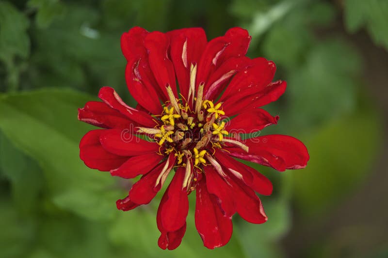 Exotic red flower stock image. Image of bloom, colorful - 270926071