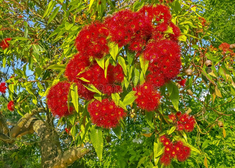 Exotic Red Flowers and Green Plants Stock Photo - Image of plant ...