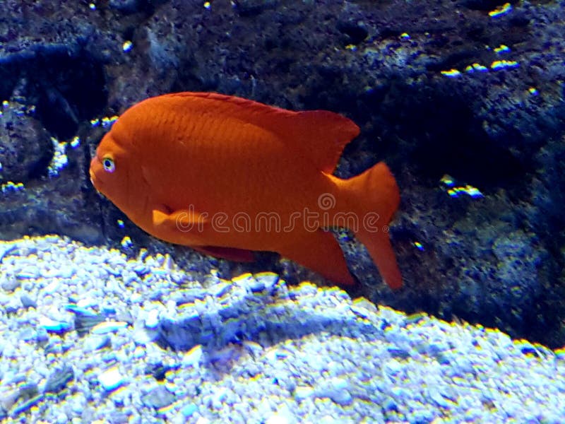 Red parrot fish exotic stock image. Image of parrot - 169613947