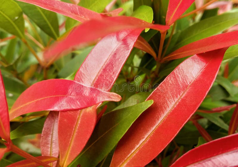 Exotic Red Shoots in the Morning Stock Photo - Image of autumn, shrub ...