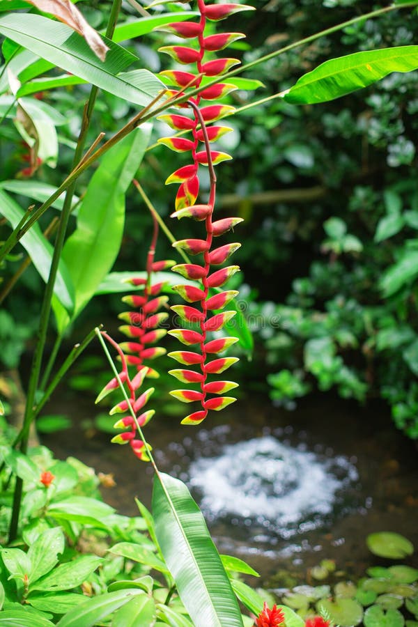 Exotic Red Tropical Flowers Stock Image - Image of singapore, green ...