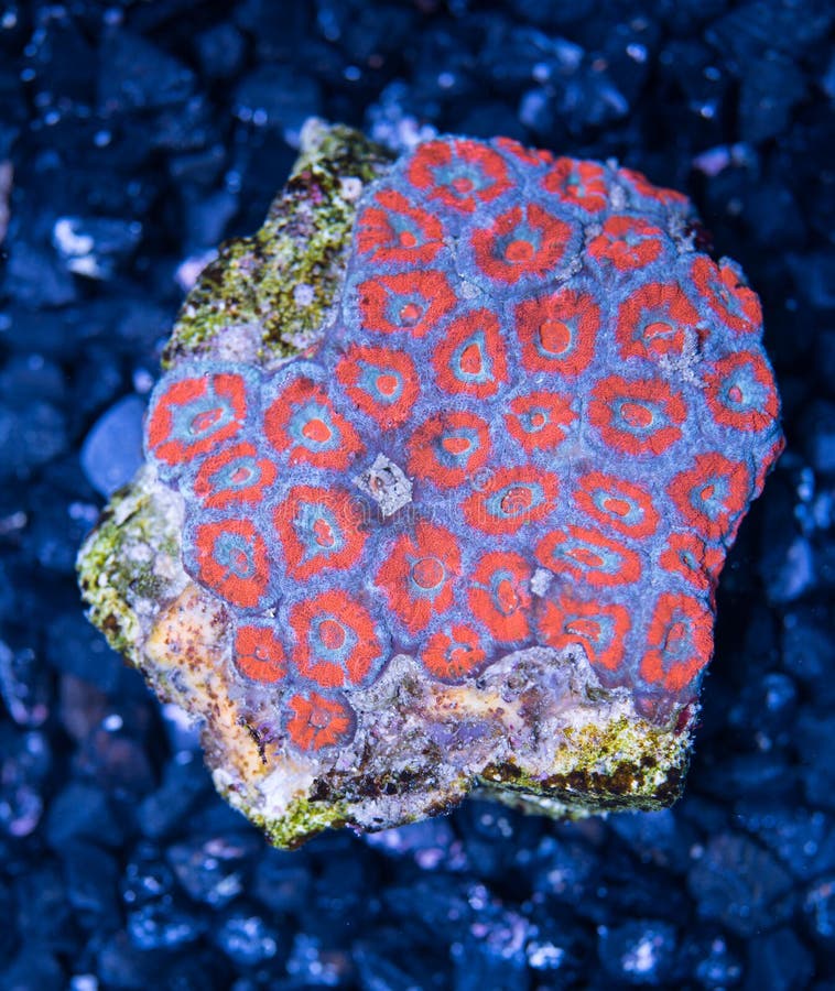 Light Acan Stock Photos - Free & Royalty-Free Stock Photos from Dreamstime