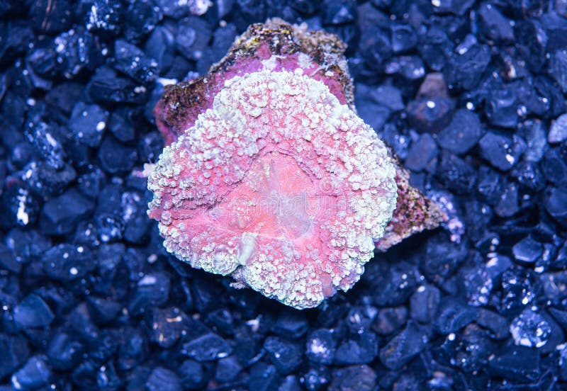 Exotic Reef Red Gold Symphyllia Brain Coral Lps Stock Photos - Free ...