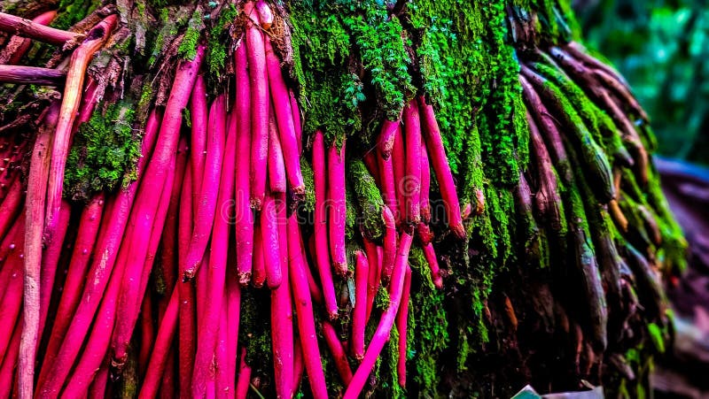 Exotic Root from the Amazon Stock Illustration - Illustration of flora ...