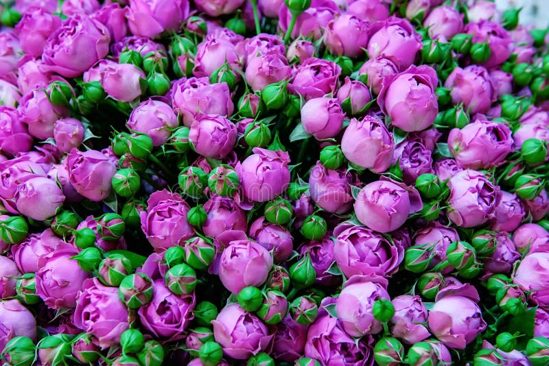 Exotic Roses from Lilac Elite Modern Varieties in the Bouquet As a Gift ...