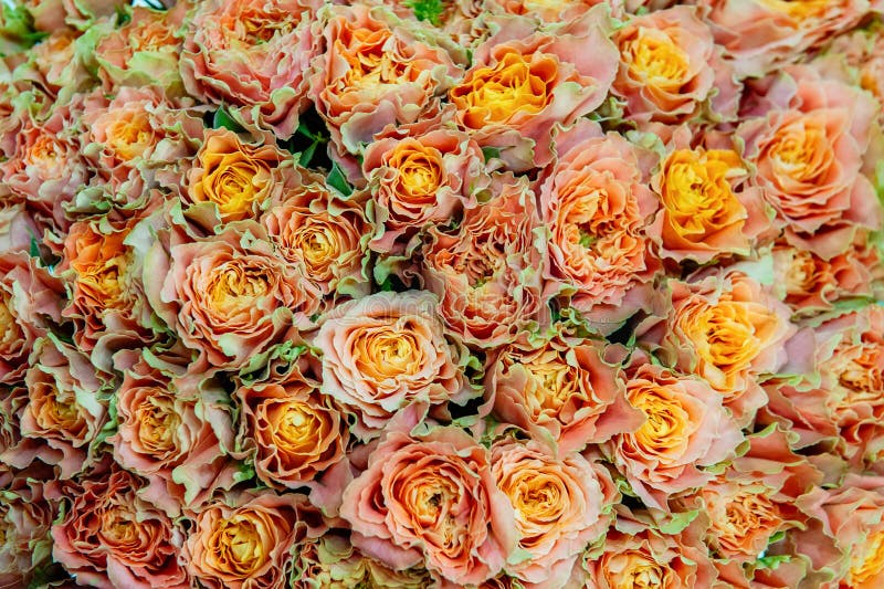 Exotic Roses of Pink Modern Elite Varieties in the Bouquet As a Gift ...