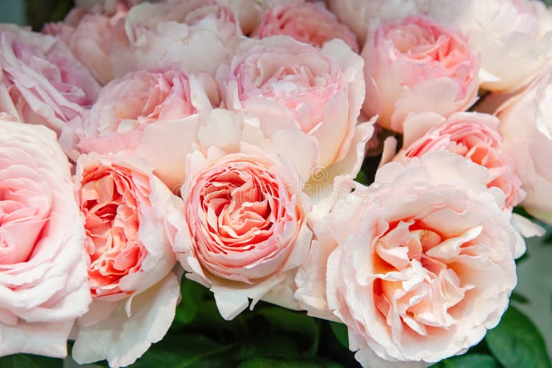 Exotic Roses of Pink Modern Elite Varieties in the Bouquet As a Gift ...