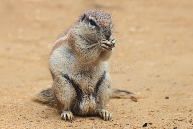 Exotic sand squirrel stock photo. Image of sand, squirrel - 47909036
