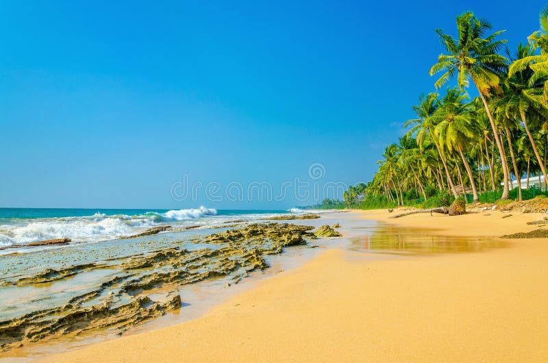 Exotic Sandy Beach with High Palm Trees Stock Photo - Image of ...